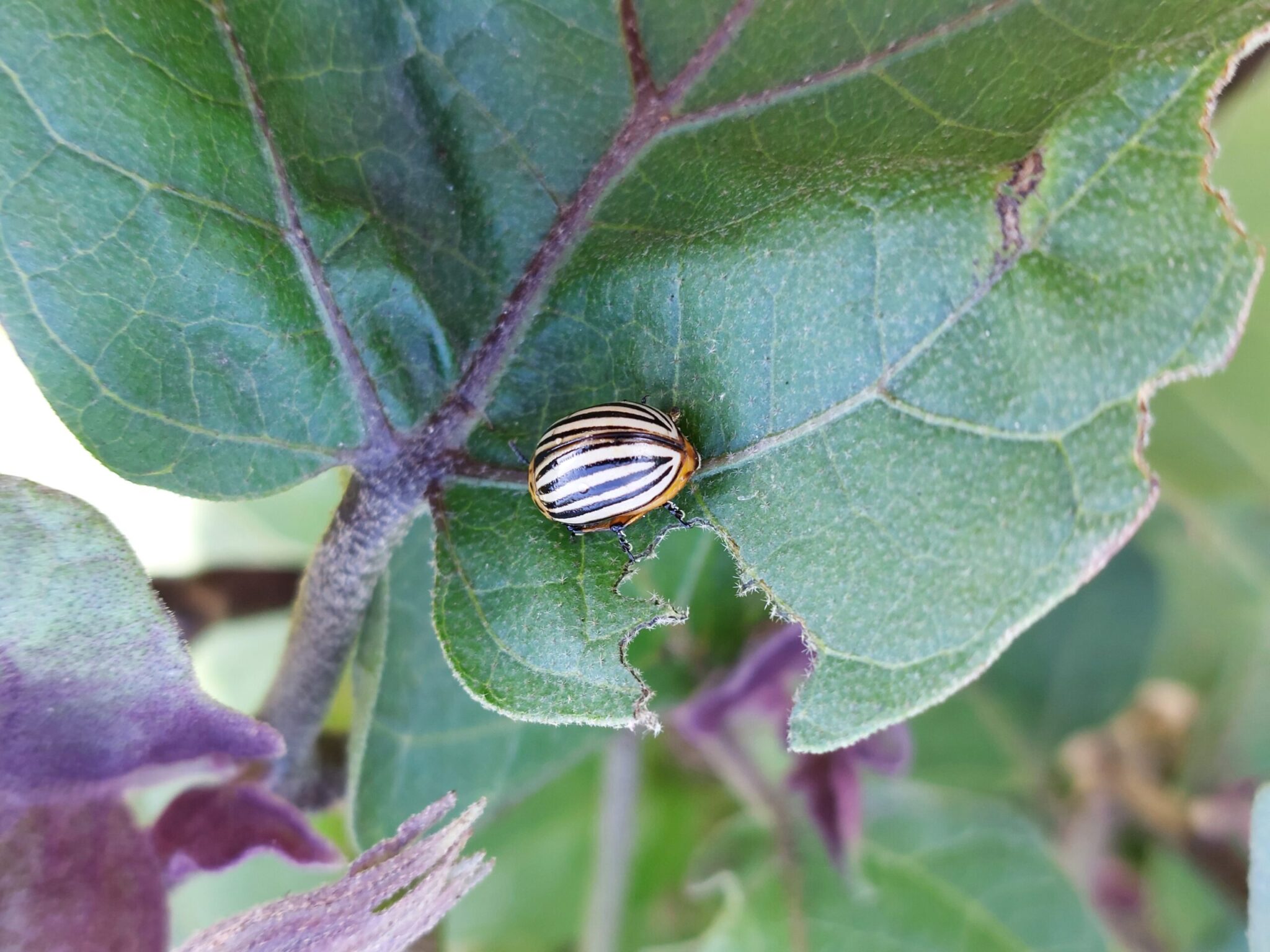 The Colorado Potato Beetle: The Crop-Destroyer That Outsmarted ...