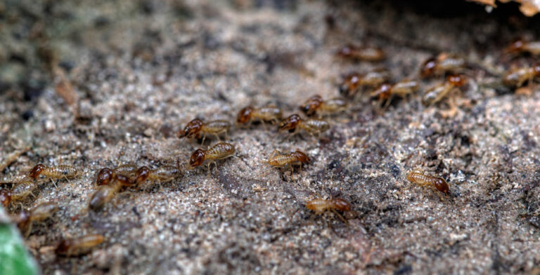 What Insect Noises Are Actually Saying (And How We Decode Them ...