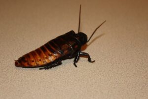 Kafka’s Metamorphosis: What Kind of Bug Did Gregor Samsa Actually ...
