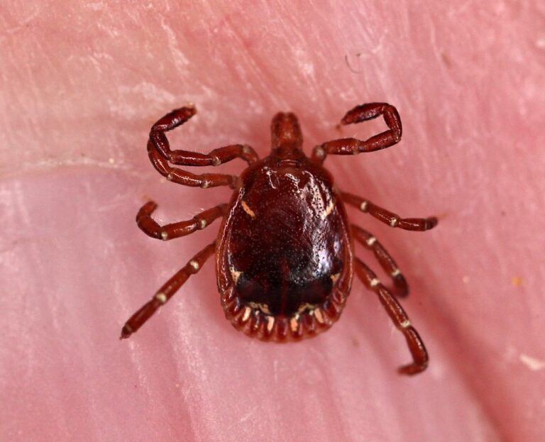 Kafka’s Metamorphosis: What Kind of Bug Did Gregor Samsa Actually ...