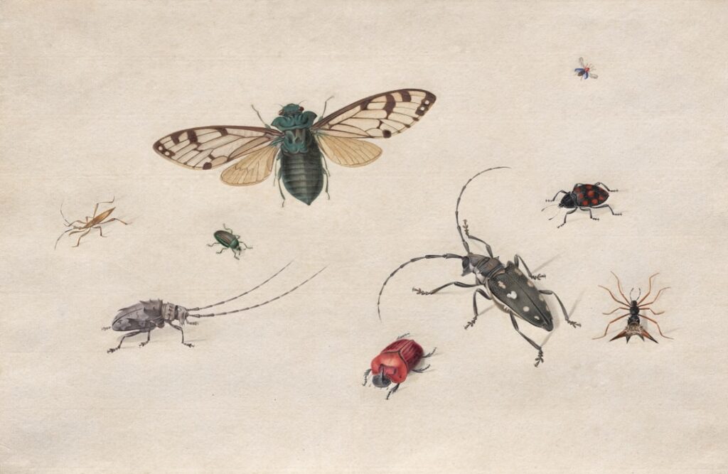 Kafka’s Metamorphosis: What Kind of Bug Did Gregor Samsa Actually ...