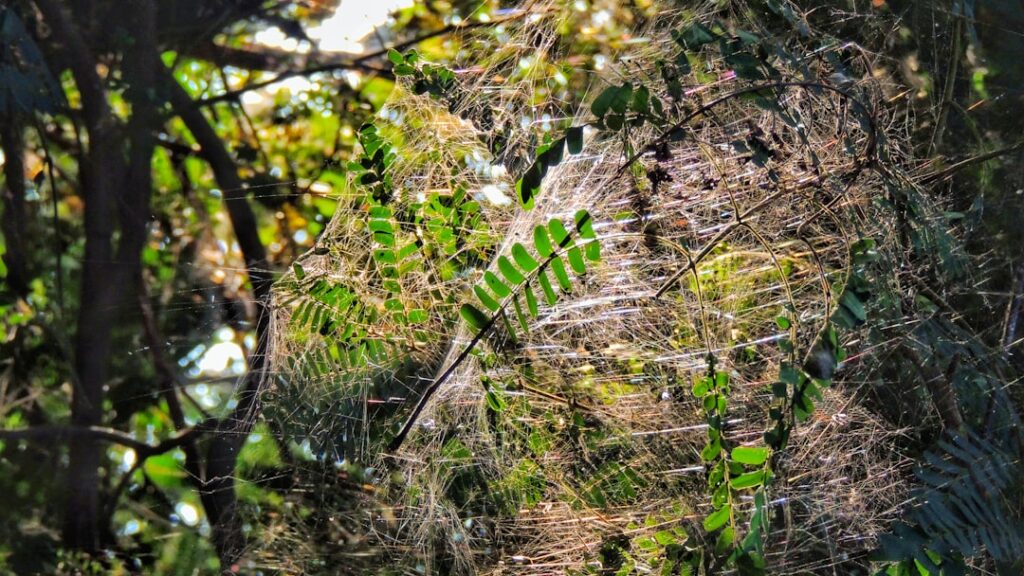 Spider Silk Stronger Than Steel: Can We Use It in Bulletproof Vests ...