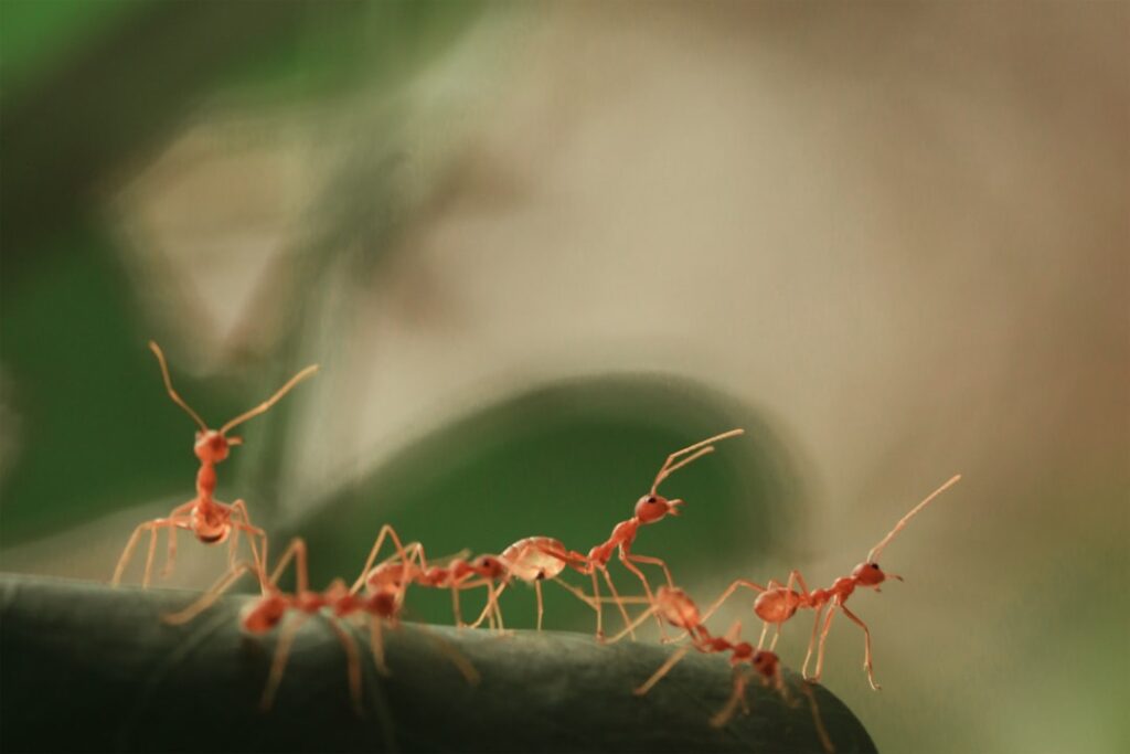 Social Structures in Ants vs Humans – Insect Hive