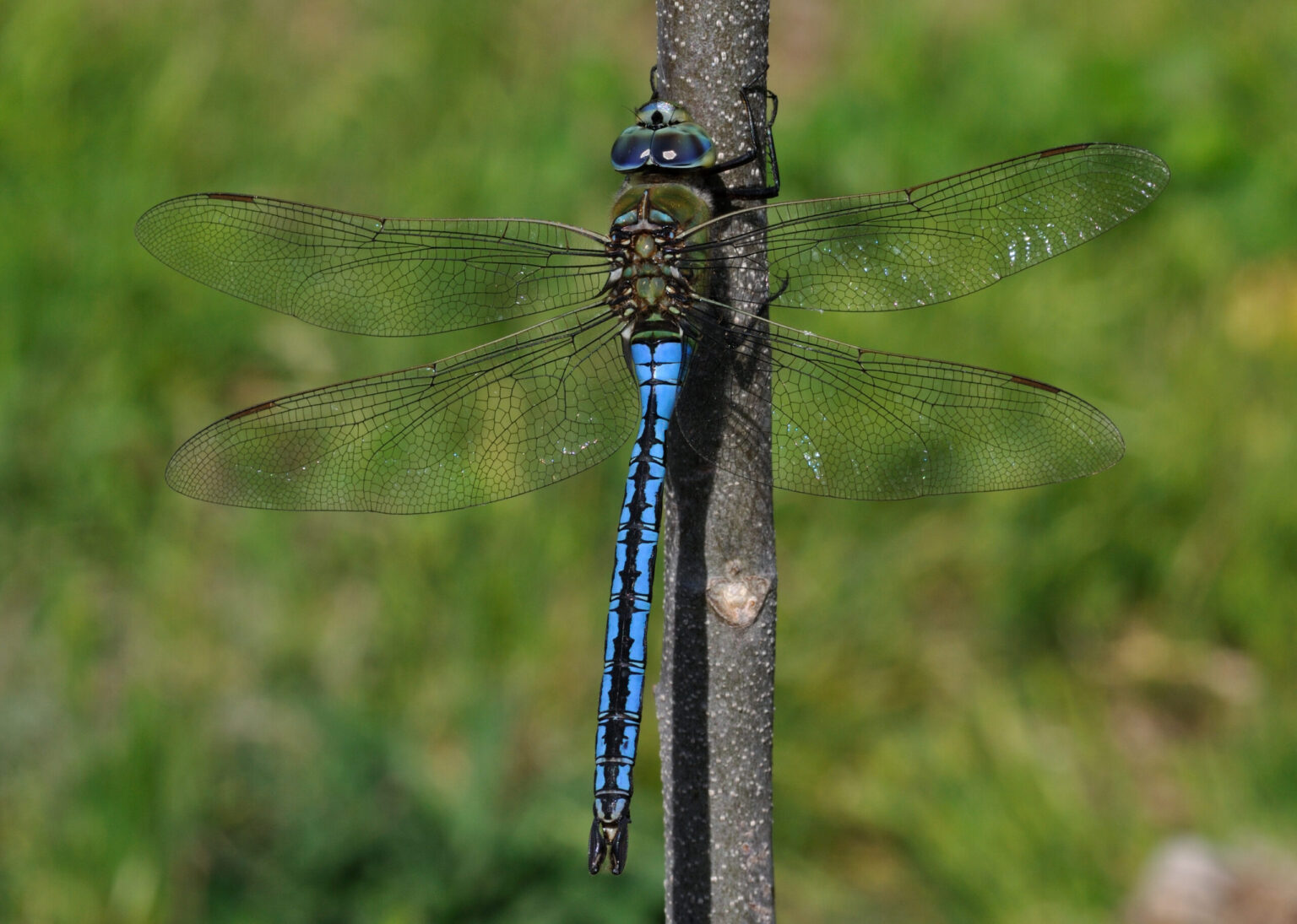 The Blue Dasher Dragonfly: America’s Boldest Backyard Hunter – Insect Hive