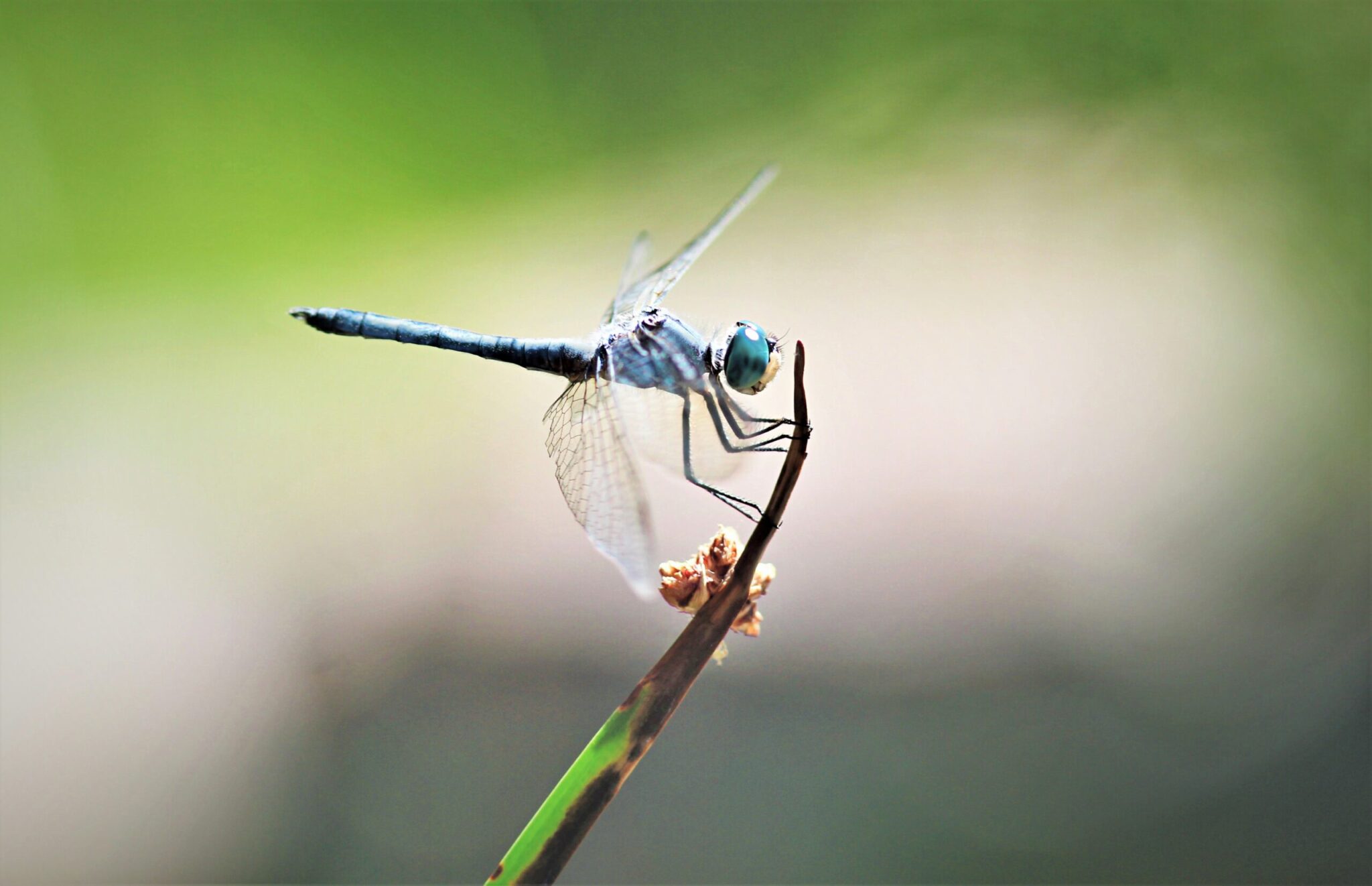 The Blue Dasher Dragonfly: America’s Boldest Backyard Hunter – Insect Hive