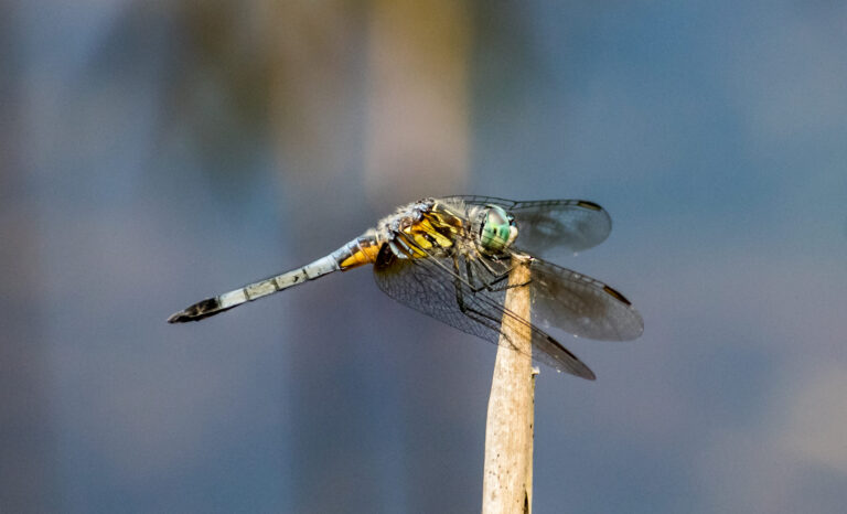 The Blue Dasher Dragonfly: America’s Boldest Backyard Hunter – Insect Hive