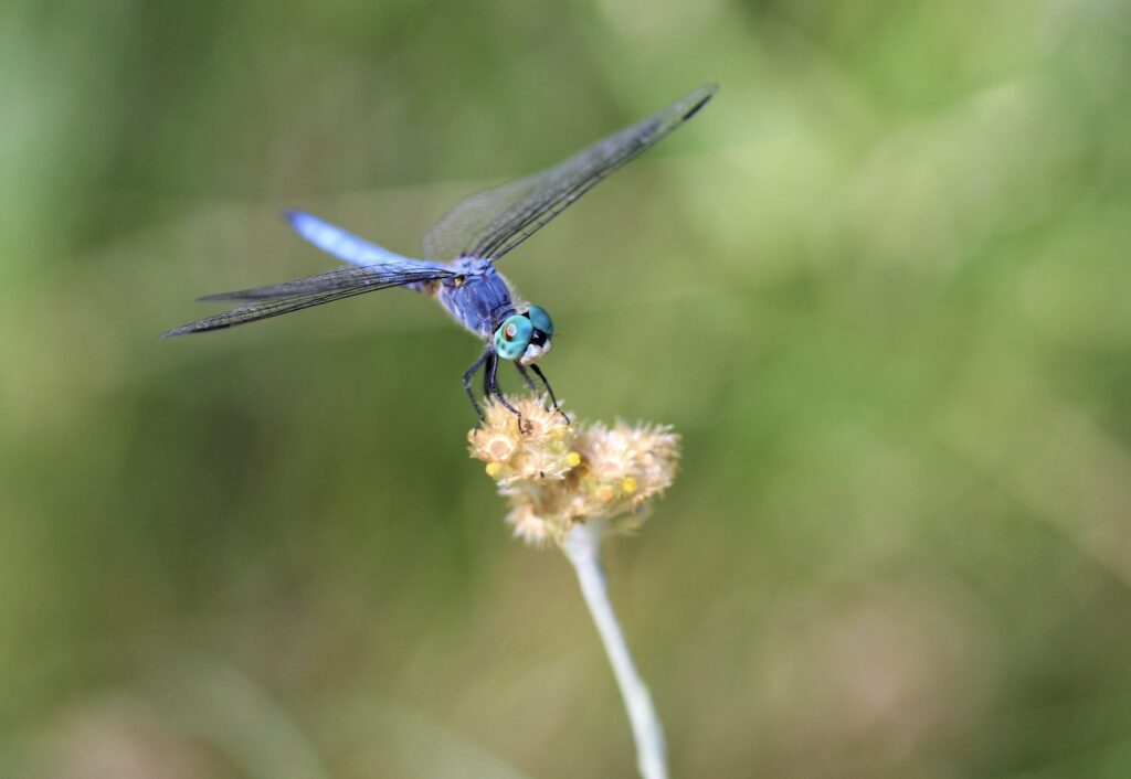 The Blue Dasher Dragonfly: America’s Boldest Backyard Hunter – Insect Hive