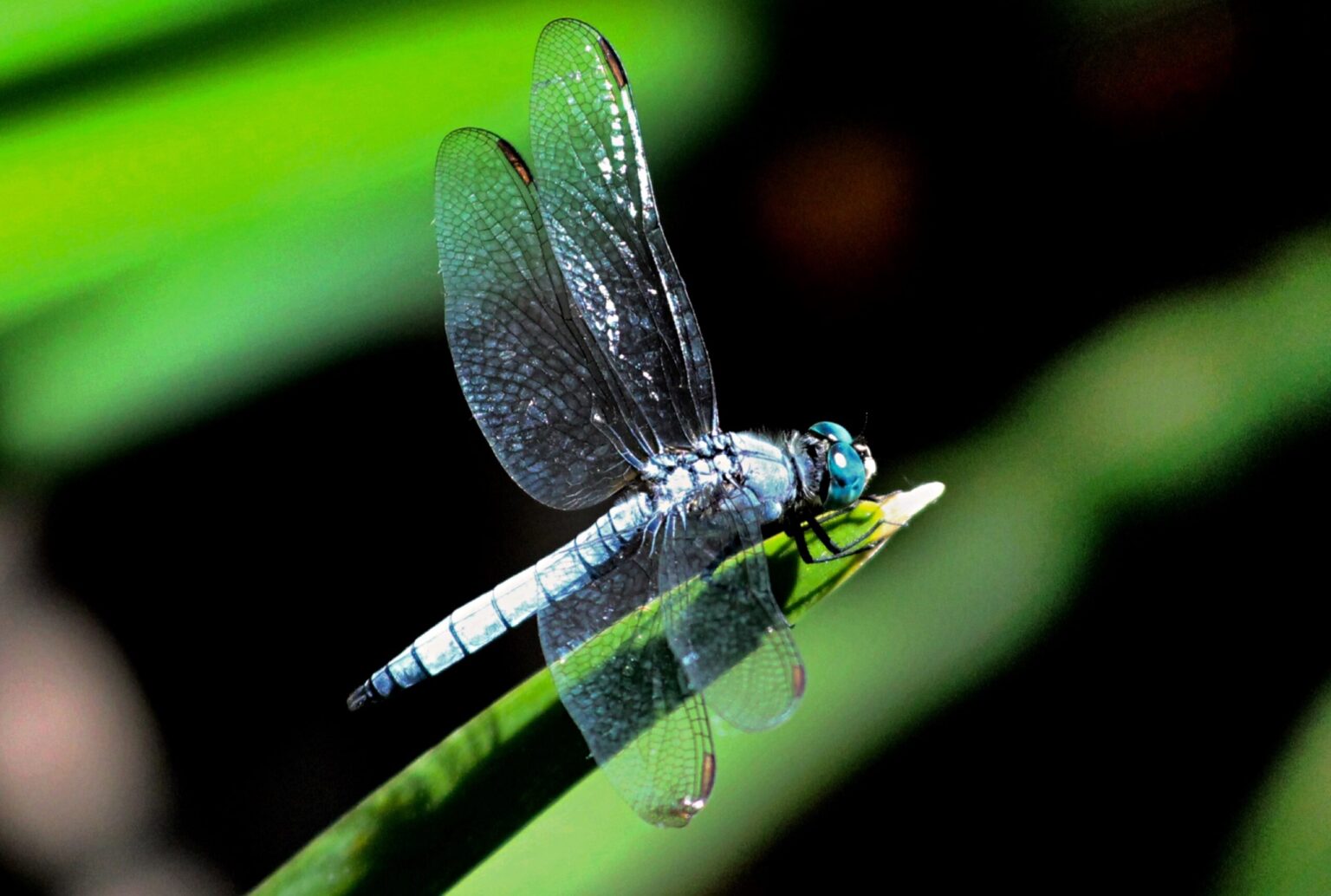 The Blue Dasher Dragonfly: America’s Boldest Backyard Hunter – Insect Hive