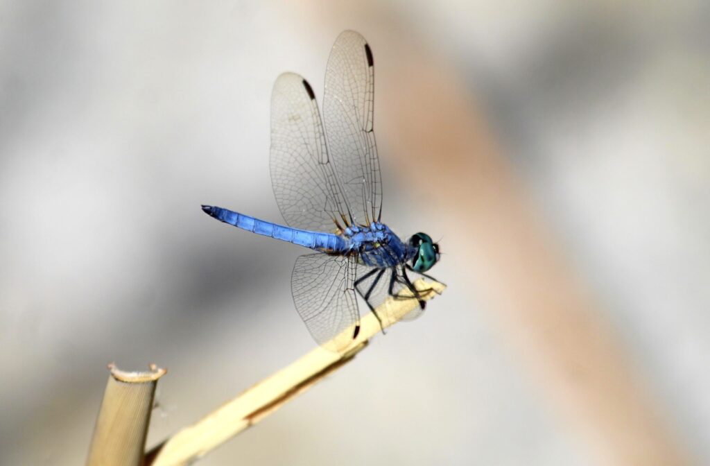 The Blue Dasher Dragonfly: America’s Boldest Backyard Hunter – Insect Hive