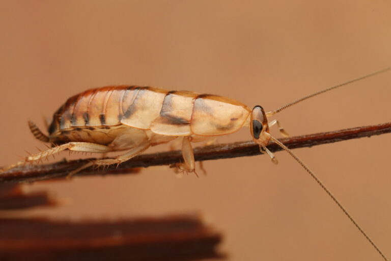 How a Cockroach Can Hold Its Breath for 40 Minutes and Why It Matters ...