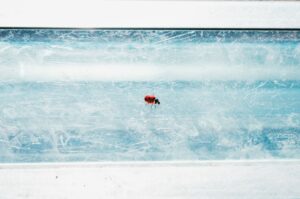 Chilling Adaptations: How Insects Survive Freezing Temperatures ...