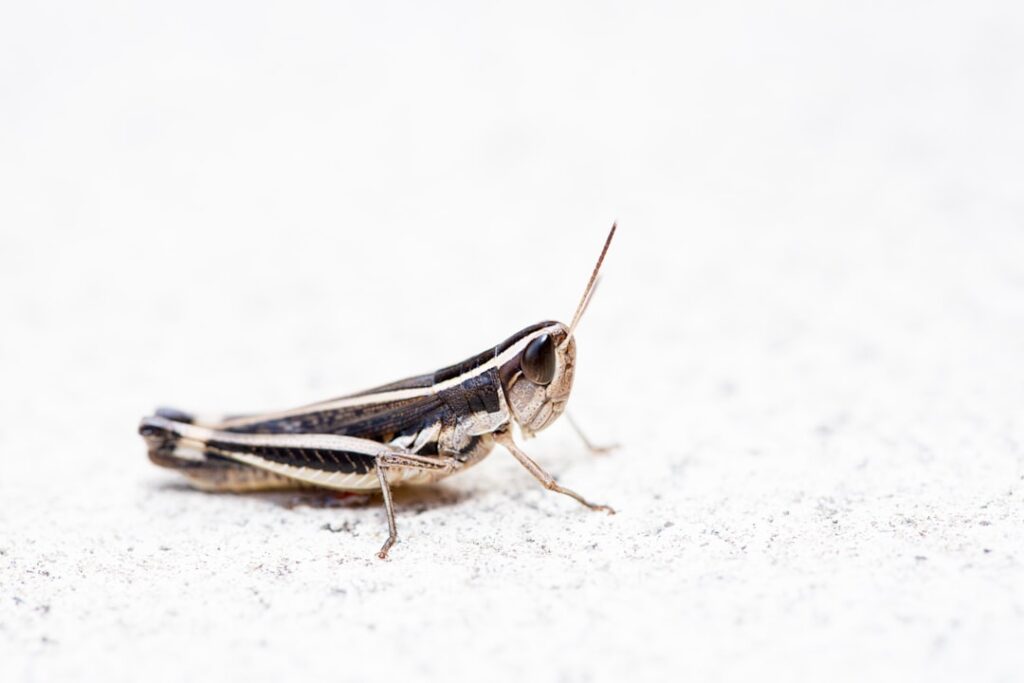 Chilling Adaptations: How Insects Survive Freezing Temperatures ...