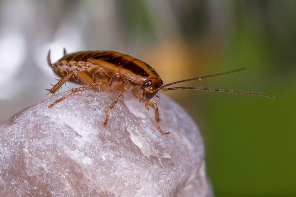Chilling Adaptations: How Insects Survive Freezing Temperatures ...