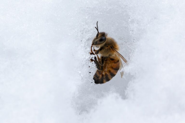 Chilling Adaptations: How Insects Survive Freezing Temperatures ...