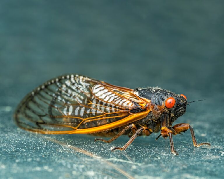 Chilling Adaptations: How Insects Survive Freezing Temperatures ...