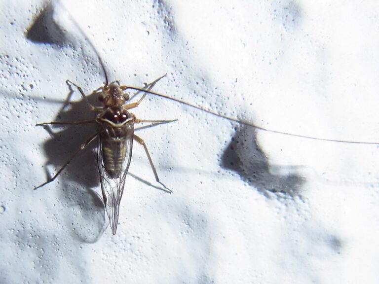 Chilling Adaptations: How Insects Survive Freezing Temperatures ...