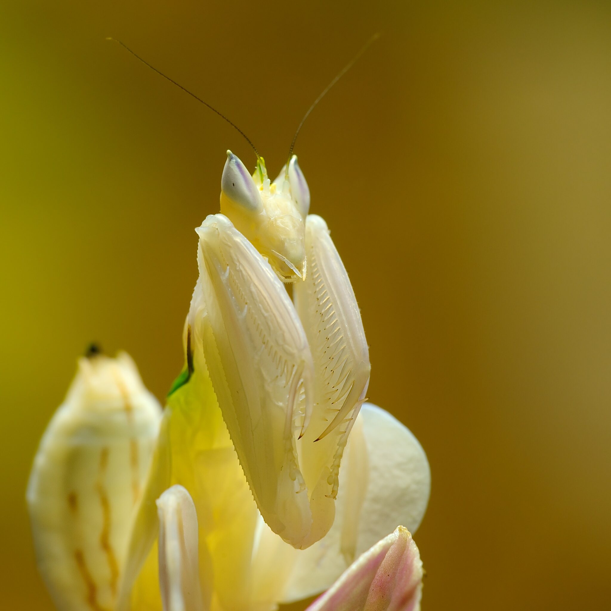 The Mantis That Looks Like an Orchid — and Waits to Strike – Insect Hive