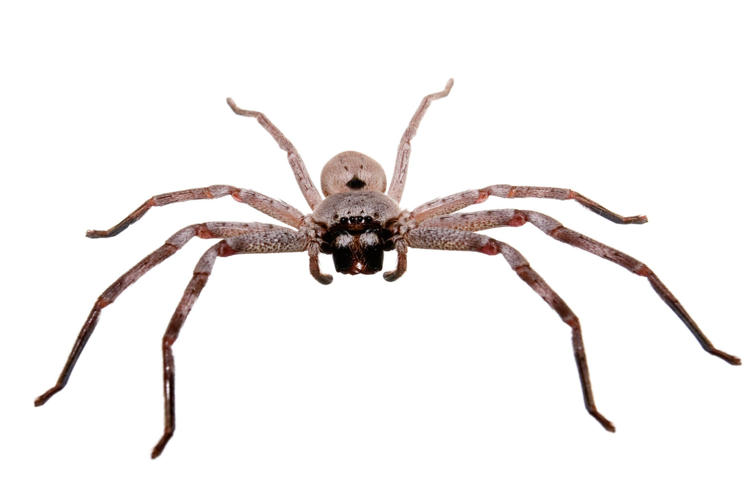 7 Spiders That Look Terrifying but Are Totally Harmless – Insect Hive