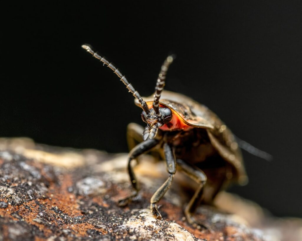 The Beetle That Lives Inside Termite Nests and Doesn’t Get Eaten ...
