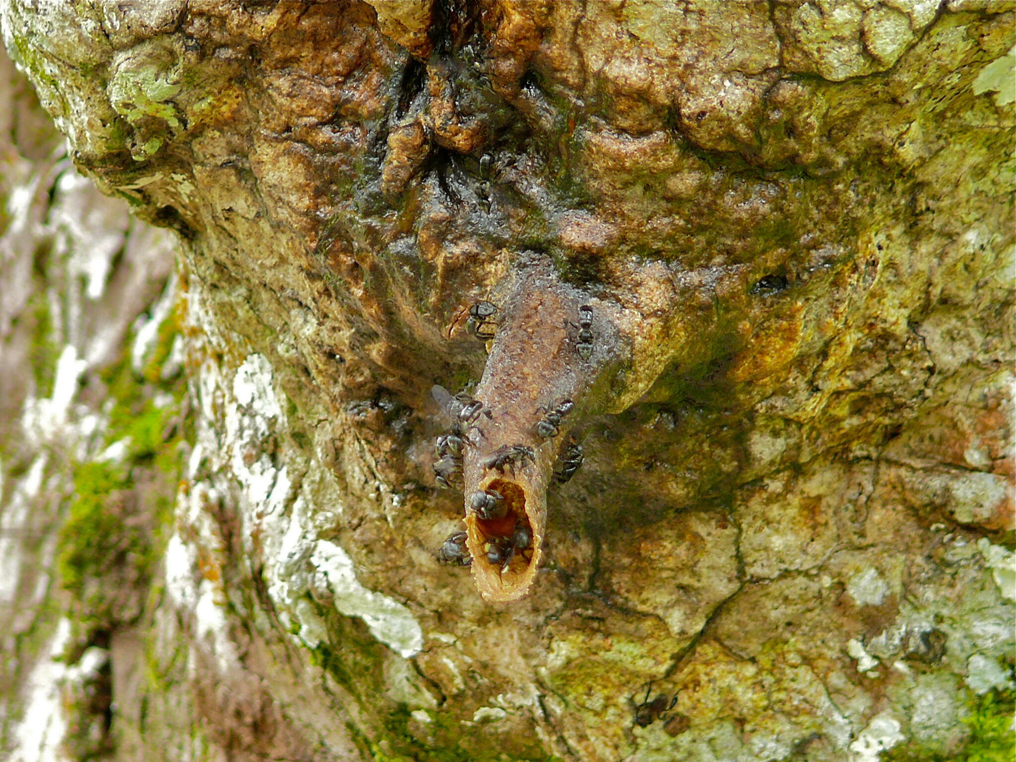 The Flesh-Eating Bees That Make “Meat Honey” – Insect Hive
