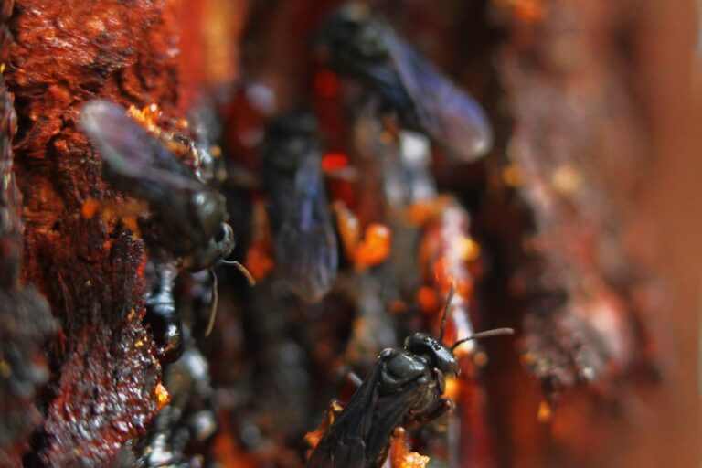 The Flesh-Eating Bees That Make “Meat Honey” – Insect Hive