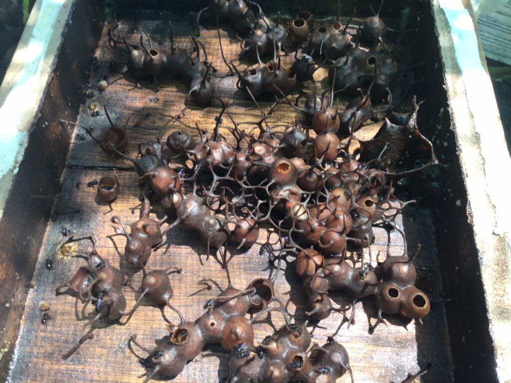 The Flesh-Eating Bees That Make “Meat Honey” – Insect Hive