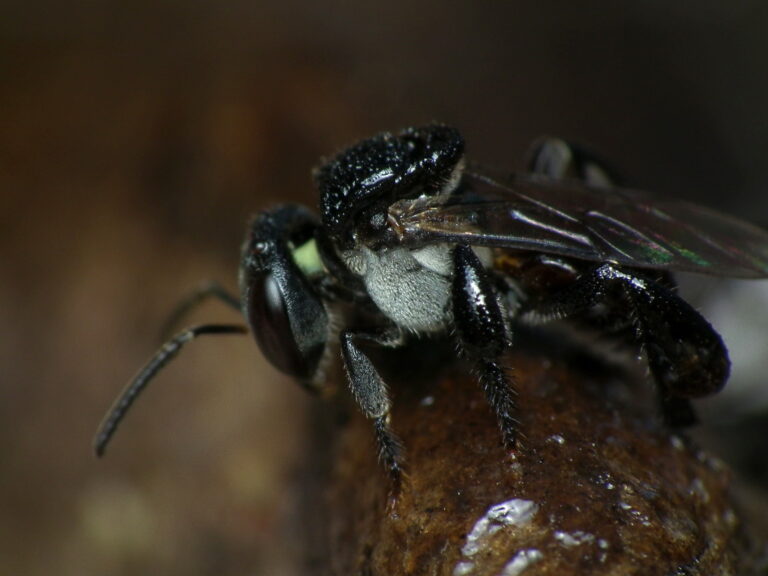 The Flesh-Eating Bees That Make “Meat Honey” – Insect Hive