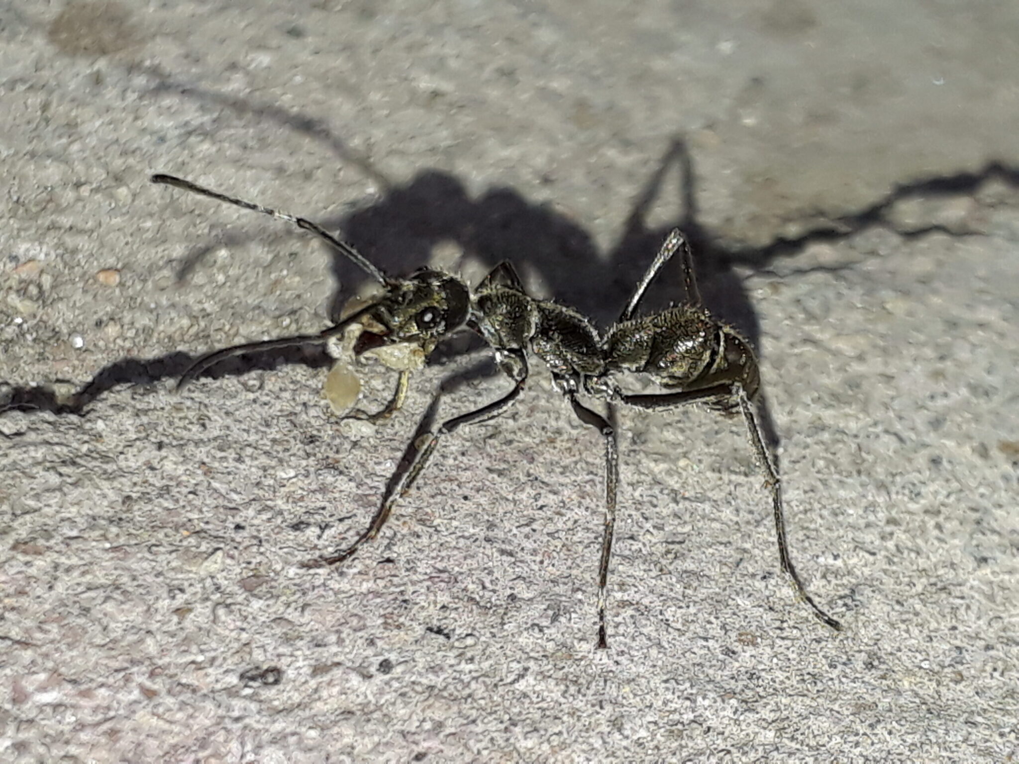 The Spider That Pretends to Be an Ant — Eight Legs, Six-Legged Look ...