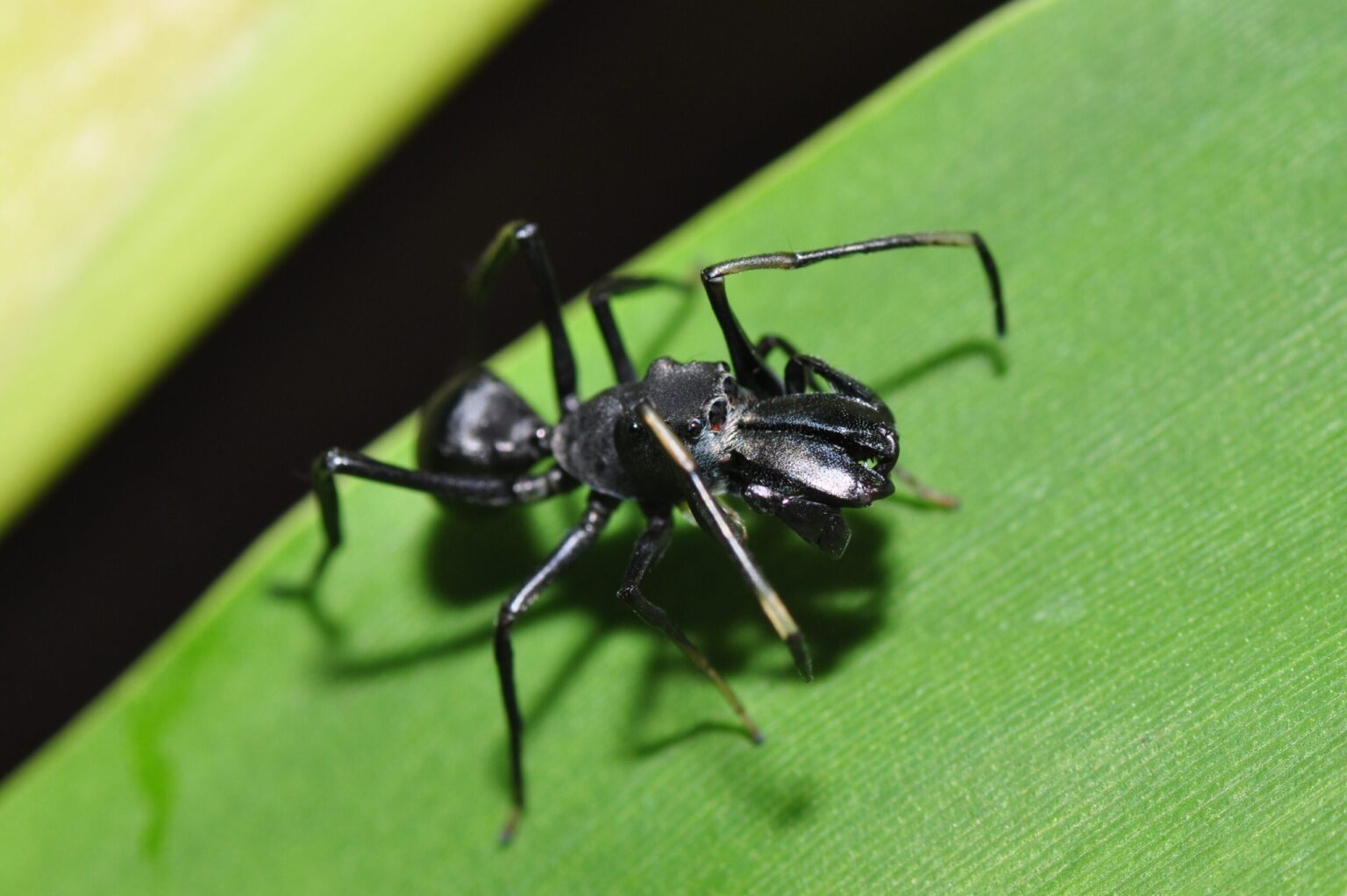 The Spider That Pretends to Be an Ant — Eight Legs, Six-Legged Look ...
