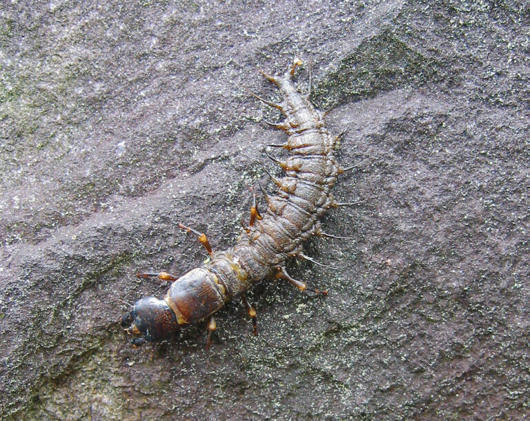 The Bug That Lives Its Whole Life Underwater — Except to Mate and Die ...