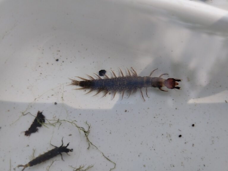 The Bug That Lives Its Whole Life Underwater — Except to Mate and Die ...