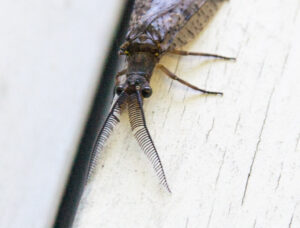 The Bug That Lives Its Whole Life Underwater — Except to Mate and Die ...