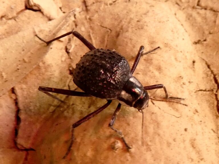 How a Desert Beetle Drinks Fog Off Its Back to Stay Alive – Insect Hive