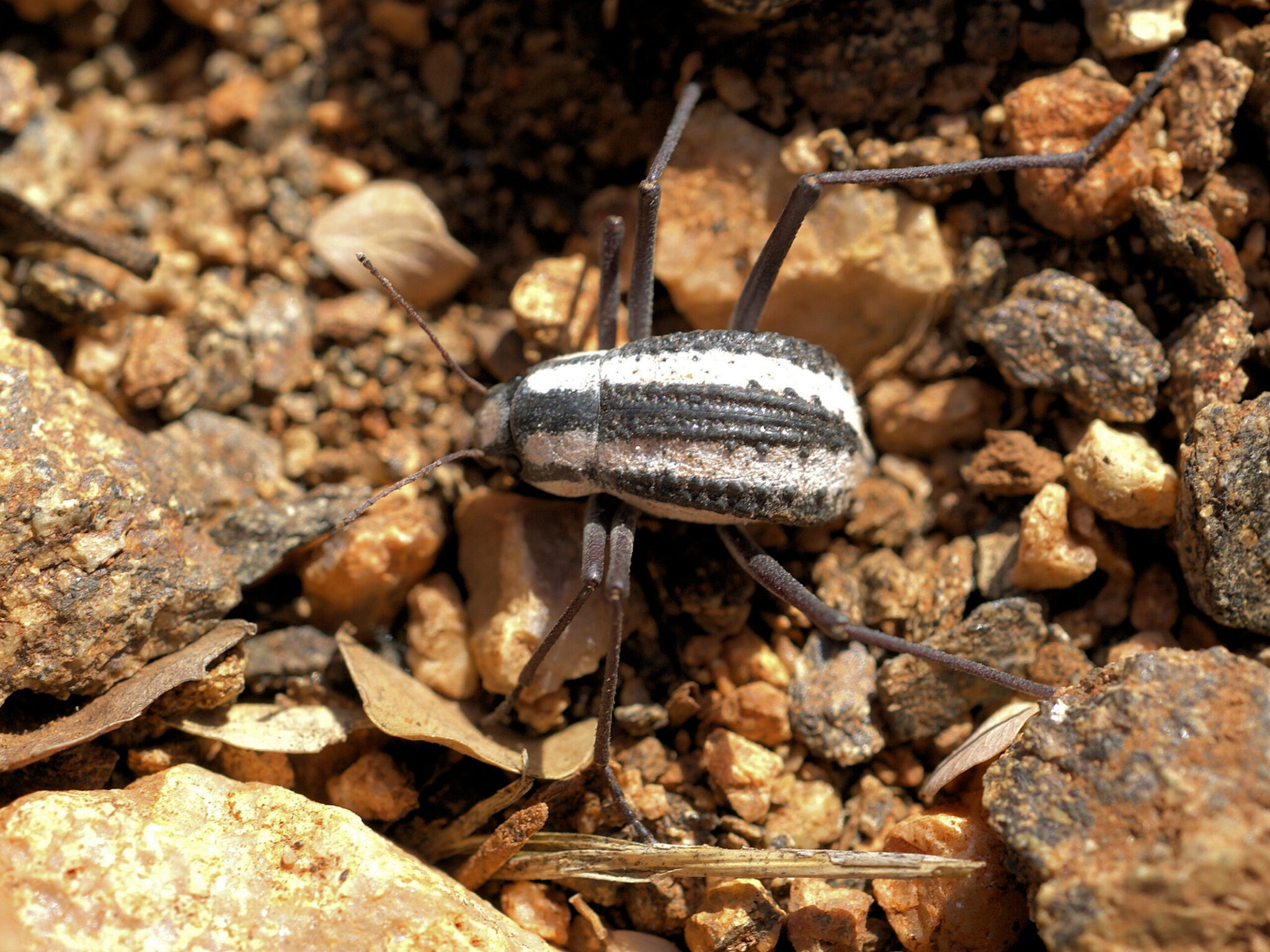 How a Desert Beetle Drinks Fog Off Its Back to Stay Alive – Insect Hive