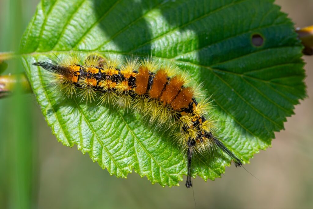 Antifreeze and Ice Naps: How Arctic Caterpillars Survive the Coldest ...