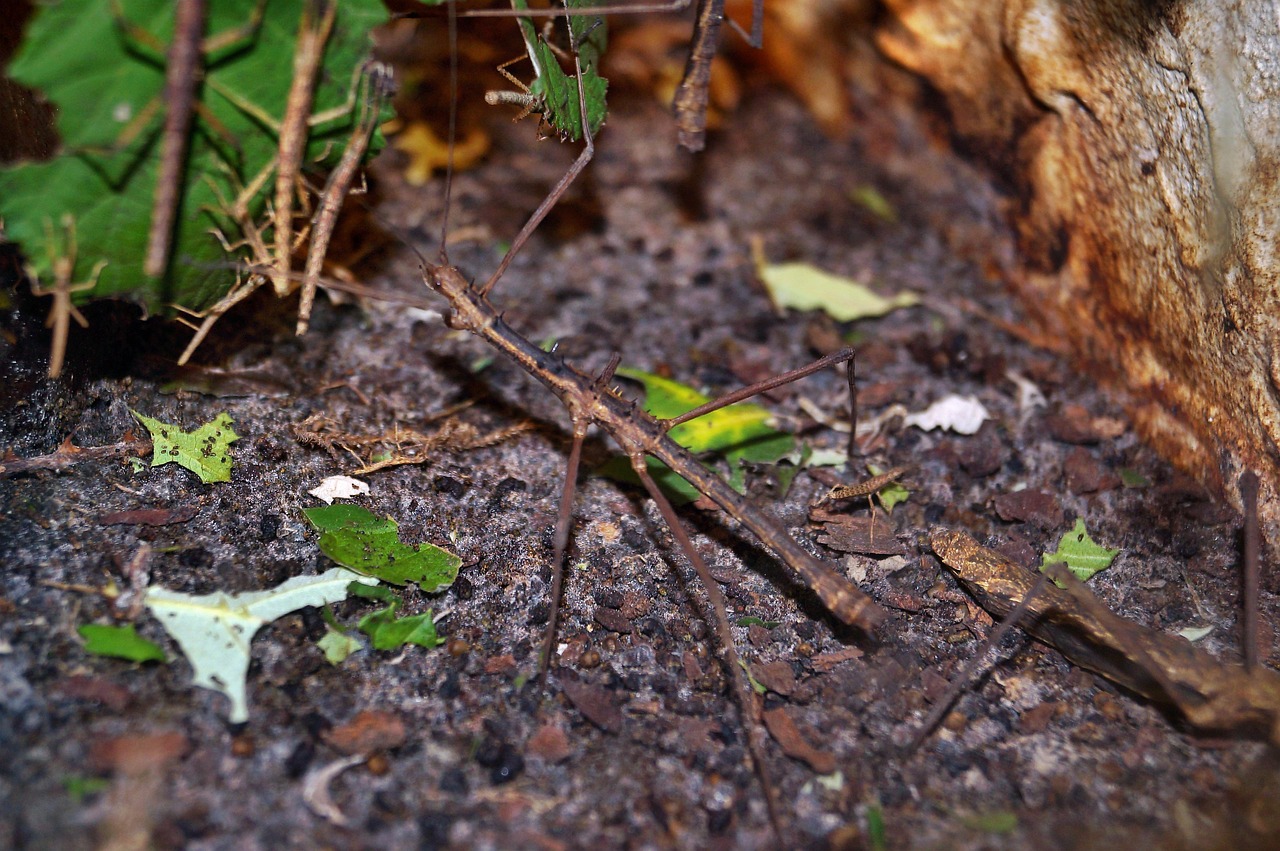 The Stick Insect That Can Clone Itself (No Males Required) – Insect Hive