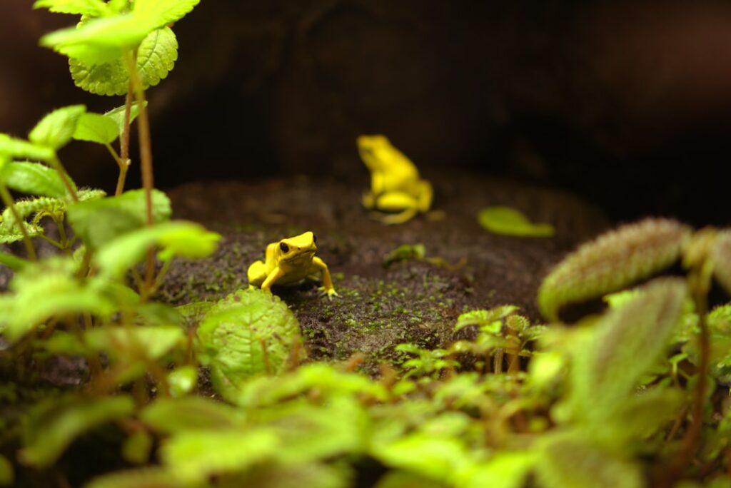 Tiny Frogs, Giant Spiders, and a Surprisingly Wholesome Alliance ...