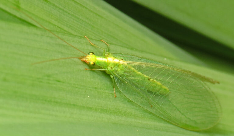 Vibrations as Language: How Some Insects “Talk” Through Plant Stems ...