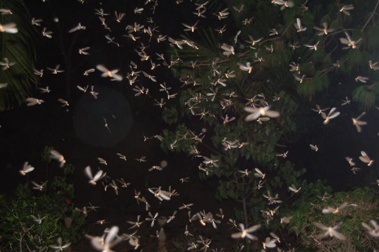 5 Bugs That Only Come Out at Night (And What They’re After) – Insect Hive