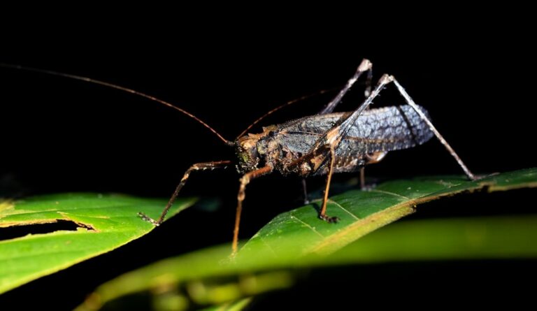 5 Bugs That Only Come Out at Night (And What They’re After) – Insect Hive