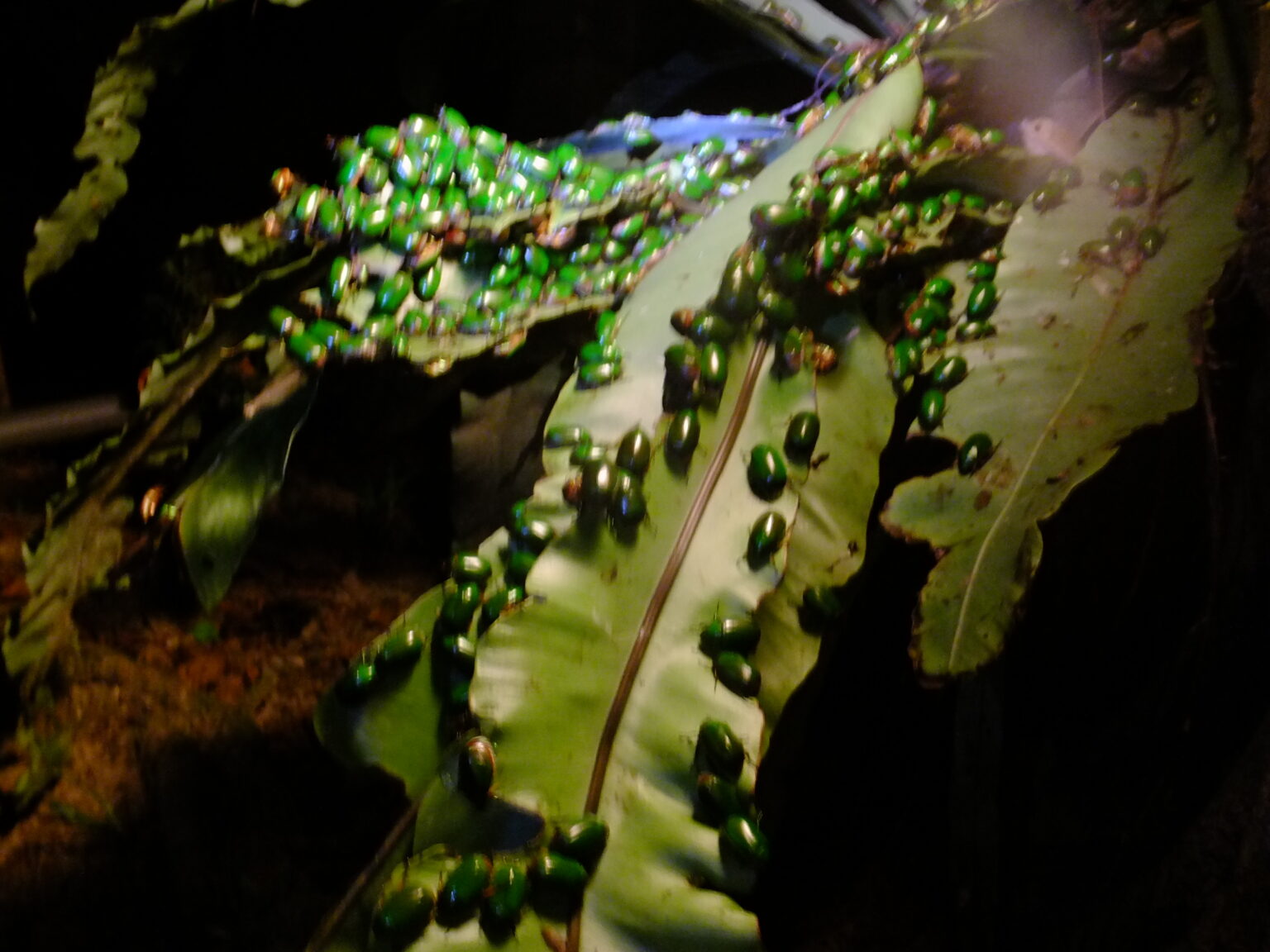 5 Bugs That Only Come Out at Night (And What They’re After) – Insect Hive