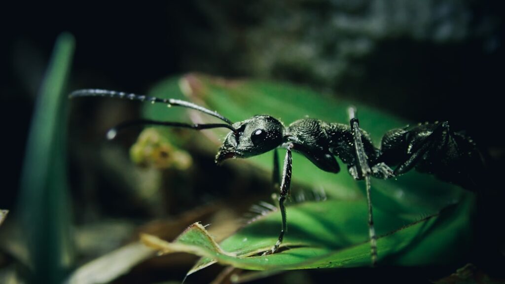 5 Bugs That Only Come Out at Night (And What They’re After) – Insect Hive
