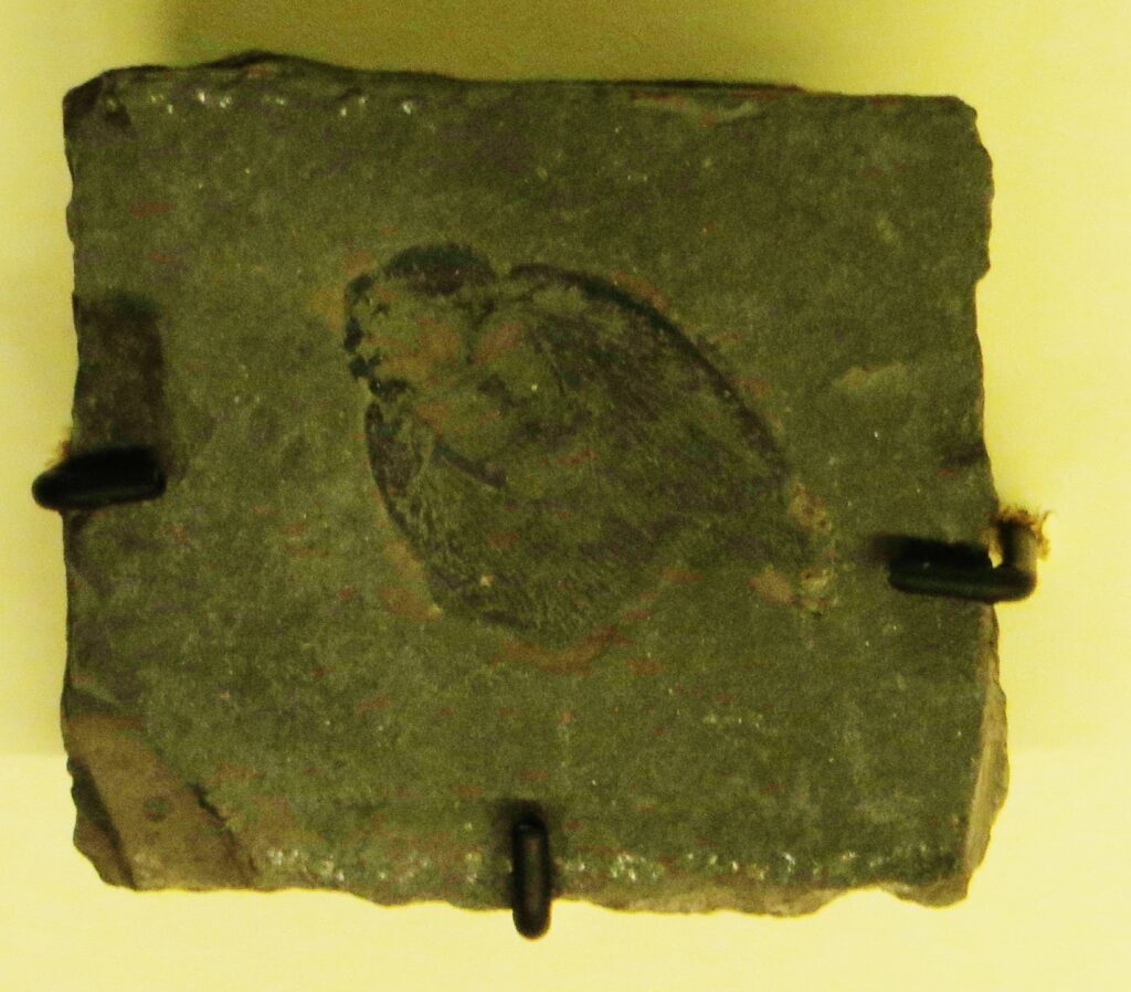 The Cockroach Timeline: 300 Million Years and Still Crawling – Insect Hive