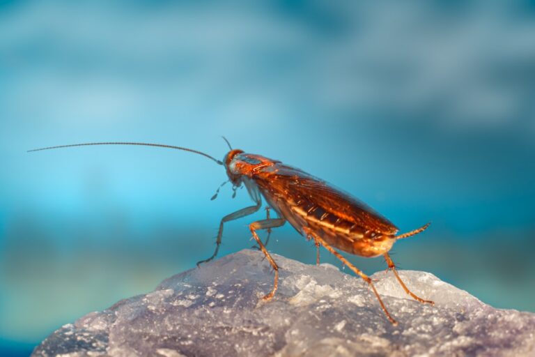 The Cockroach Timeline: 300 Million Years and Still Crawling – Insect Hive