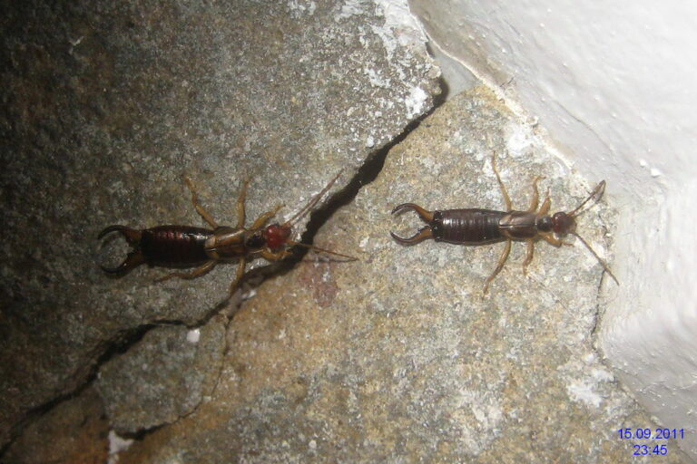 These Bugs Love Your Trash Can (and What You Can Do About It) – Insect Hive