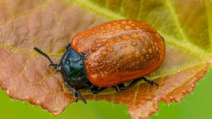 6 Reasons You’re Seeing More Bugs After It Rains – Insect Hive