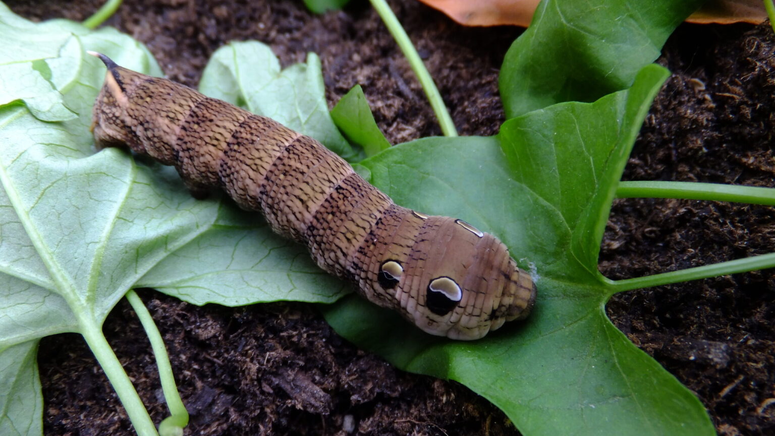 Caterpillars That Look Like Snake Heads (And Scare Off Birds) – Insect Hive