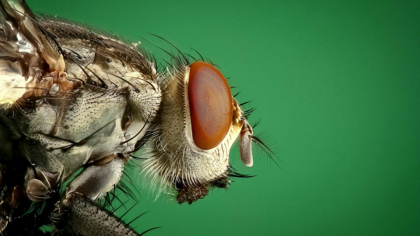 What If Insects Were Human-Sized? (With Real Physics Behind It ...