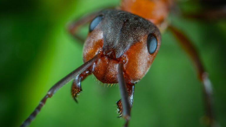 4 Extinct Ants That Look More Like Aliens Than Insects – Insect Hive