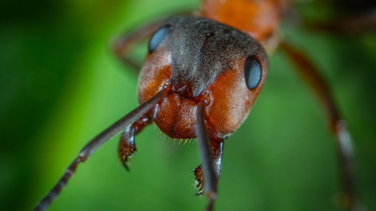 4 Extinct Ants That Look More Like Aliens Than Insects – Insect Hive